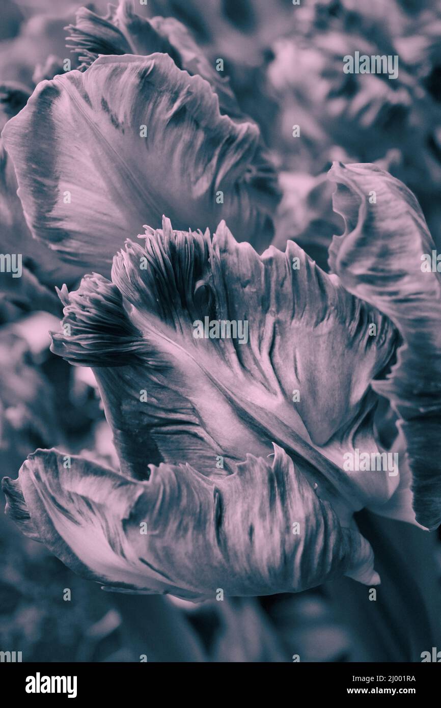 Fancy tulip hi-res stock photography and images - Alamy