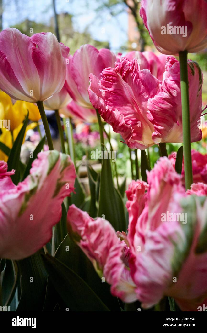 Frill hi-res stock photography and images - Alamy