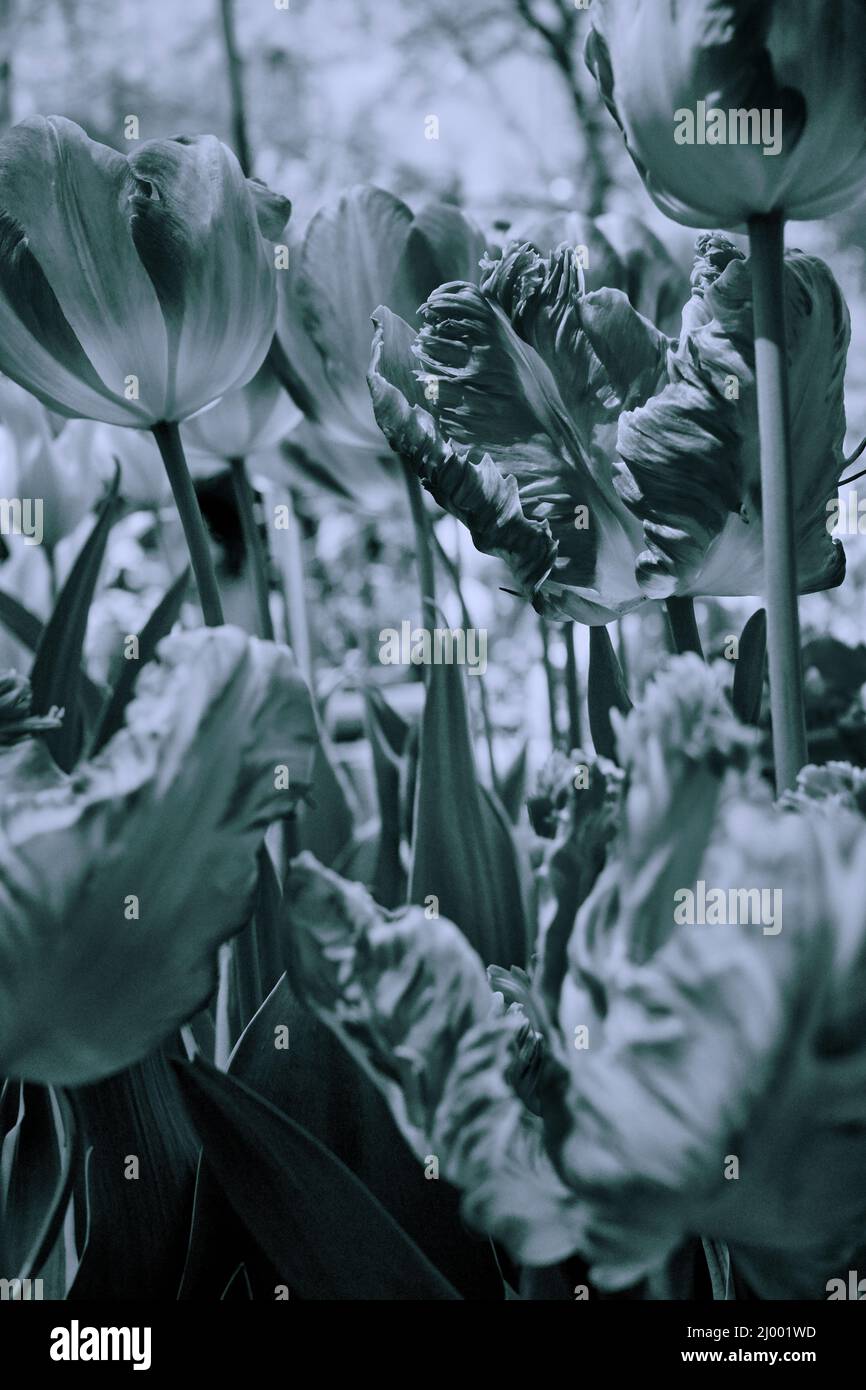 Frill hi-res stock photography and images - Alamy