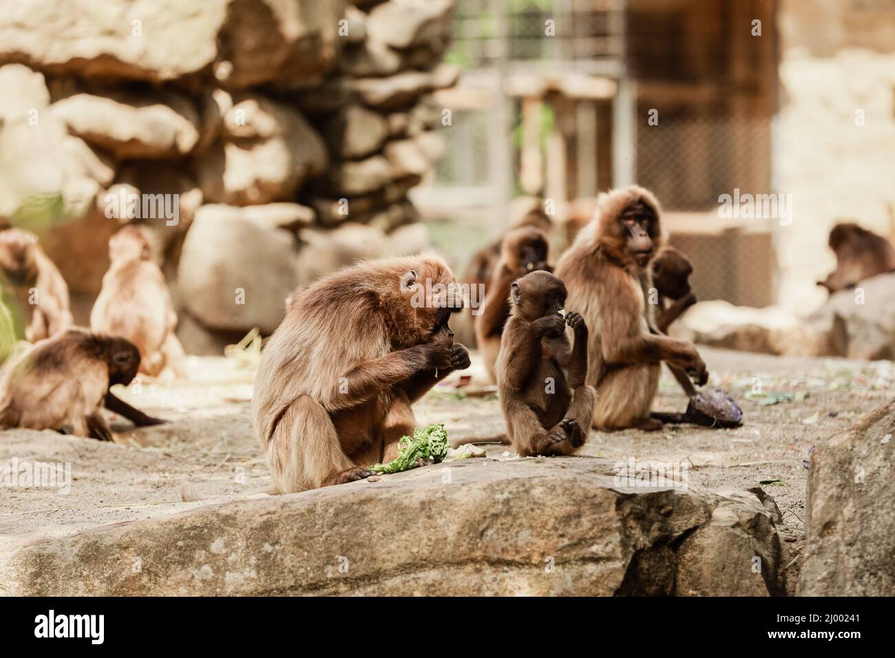 group of monkeys sit on a rock and eating vegetables in their natural ...