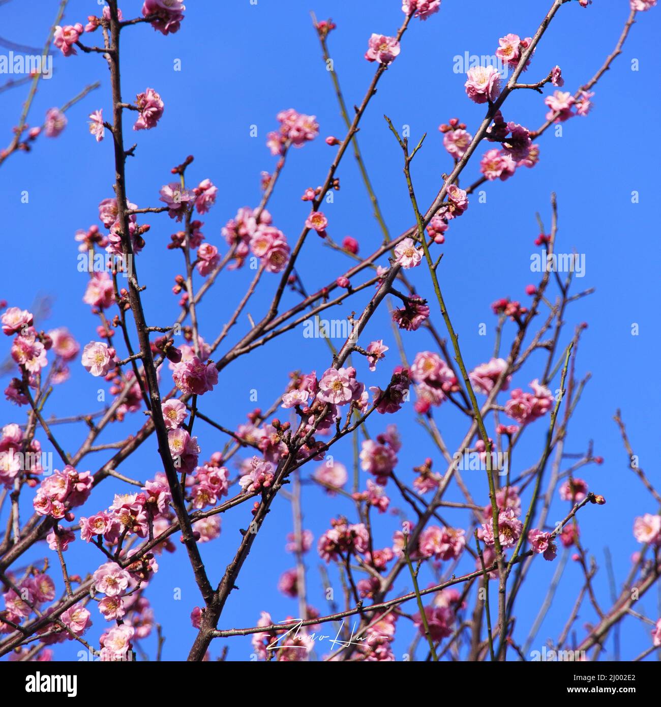 Closeup of a Prunus mume tree with a blue cloudless sky background ...