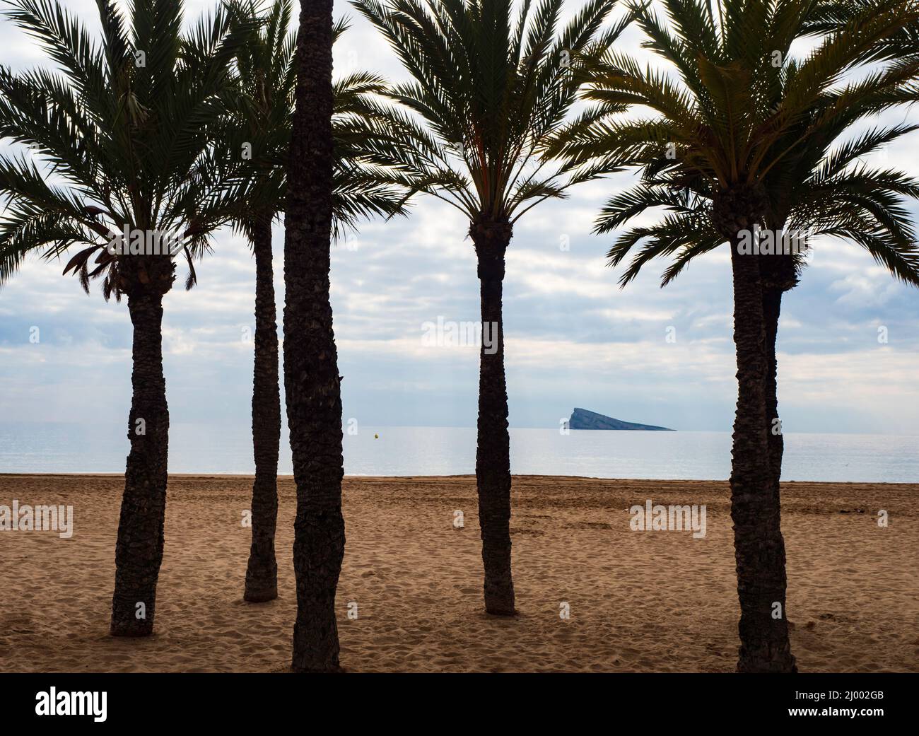 Benidorm beach palm trees hi-res stock photography and images - Alamy