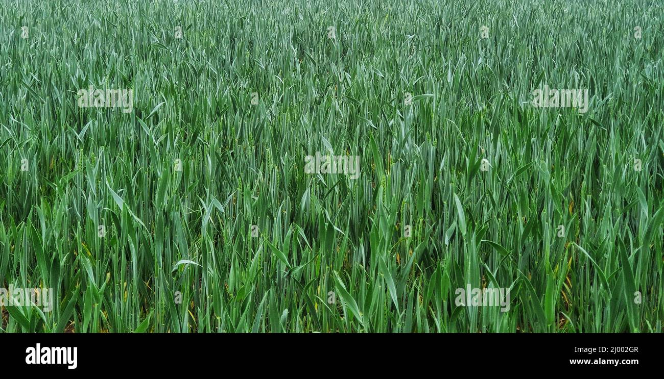farmland with green growing grain Stock Photo - Alamy
