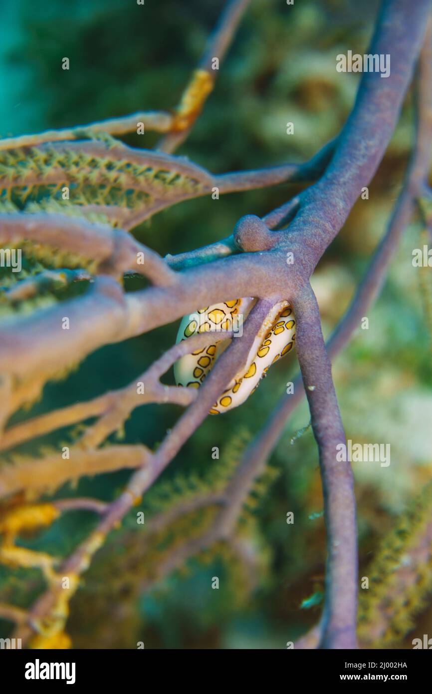 underwater photo of a flamingo tongue snail, close up in playa del ...