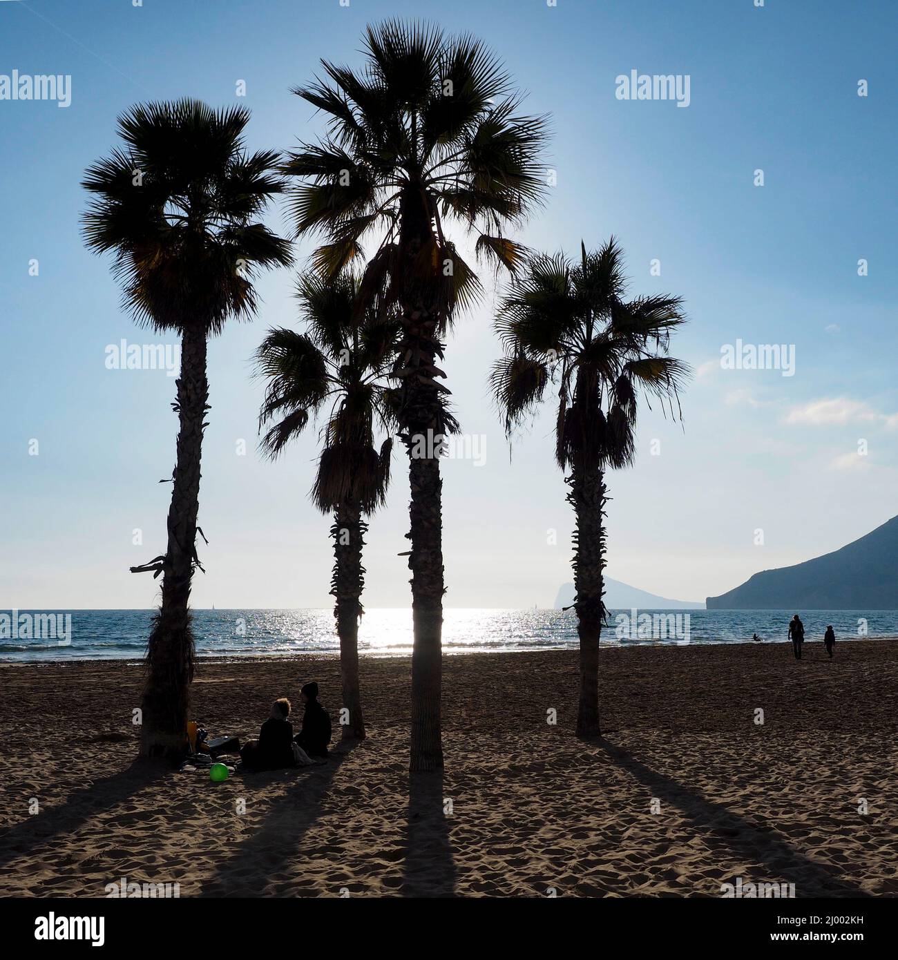 Benidorm sea landscape with palm trees at sunset Stock Photo - Alamy