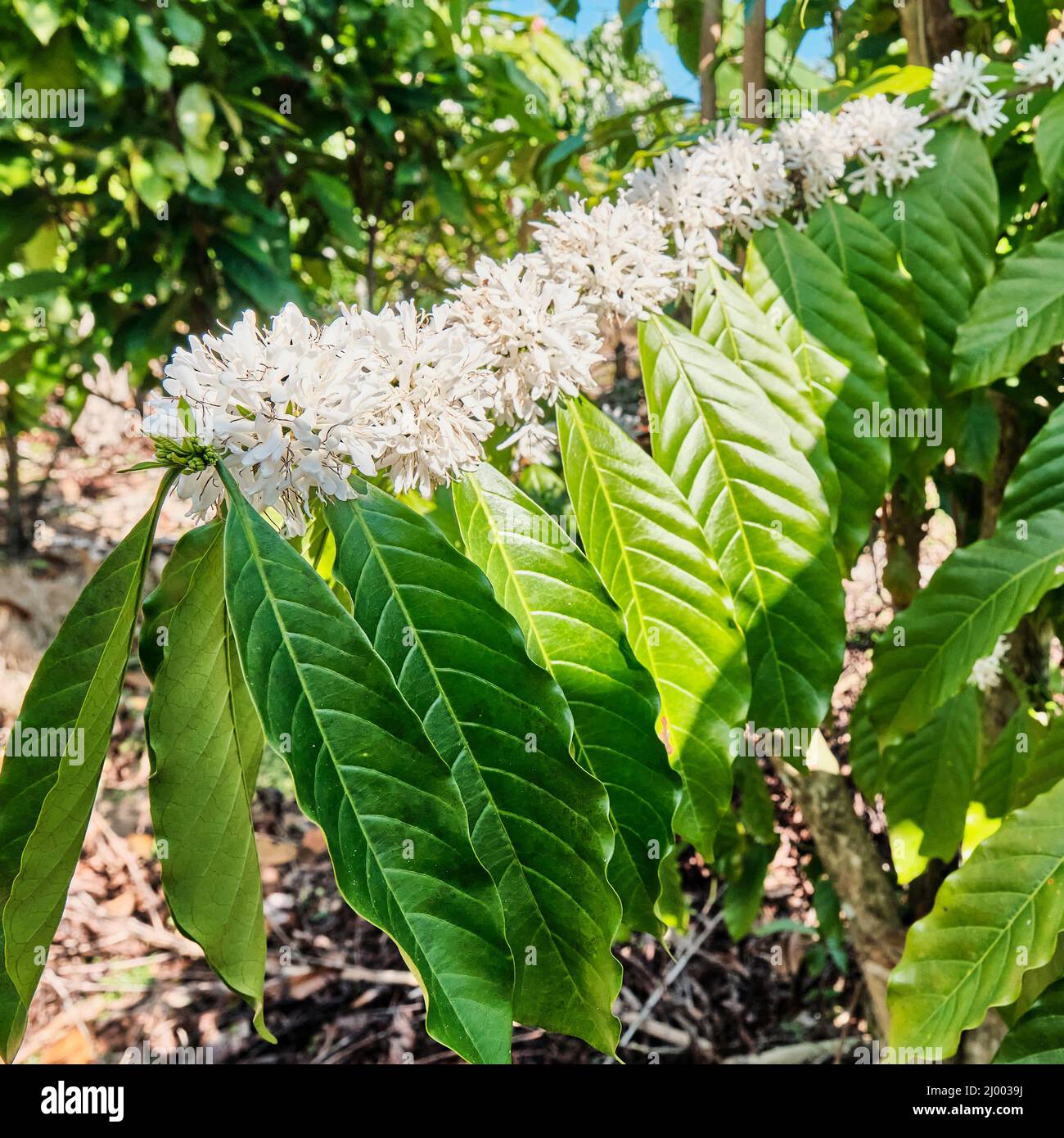 Branches of blooming coffee tree with white flowers, green leaves Stock ...