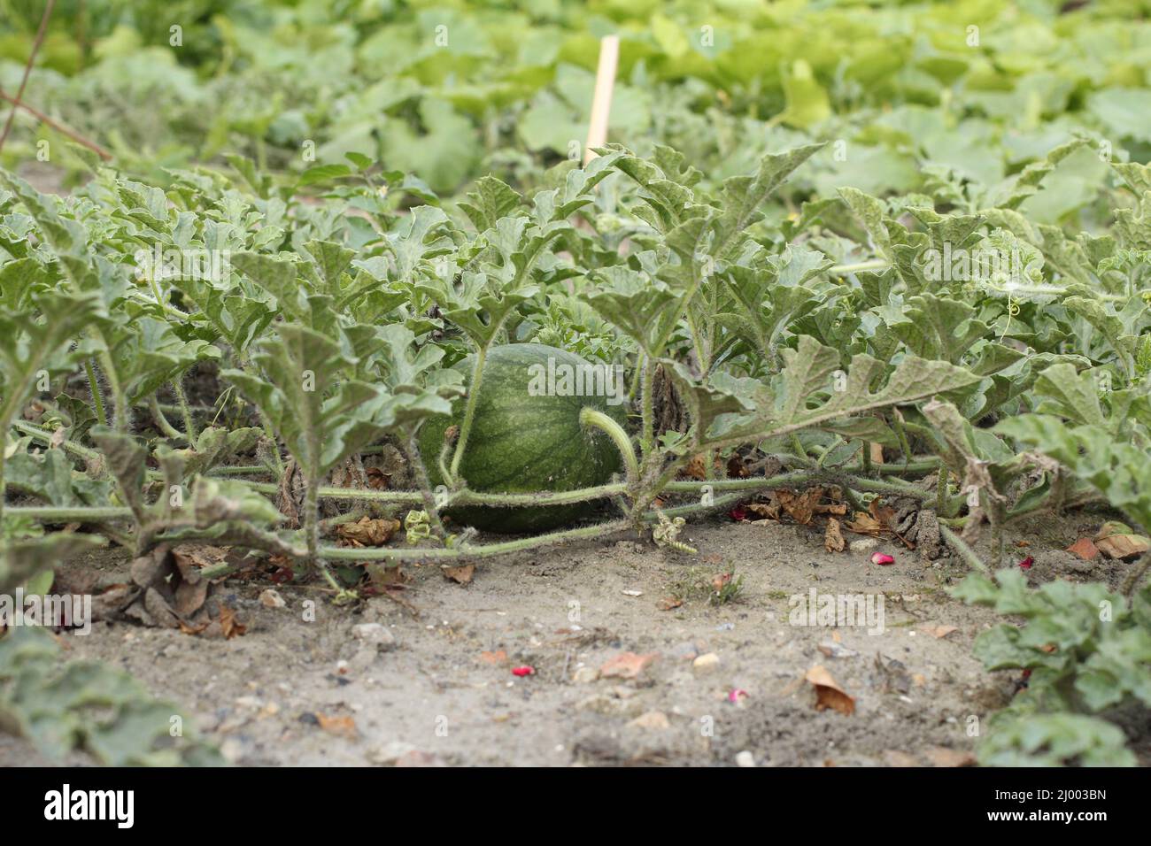 a big green watermelon plant with a lot of offshoots and a fresh round ...