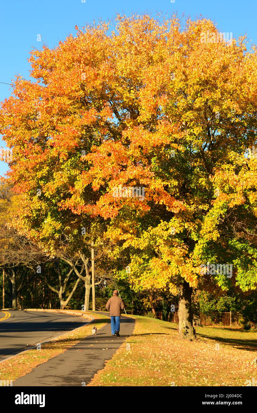 An adult man walks amongst the brilliant fall colors in Greenwich ...