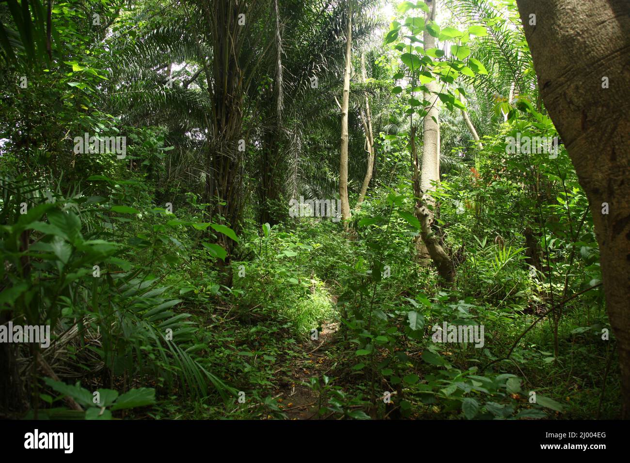 Beautiful shot of a jungle in Sierra Leone, West Africa Stock Photo - Alamy