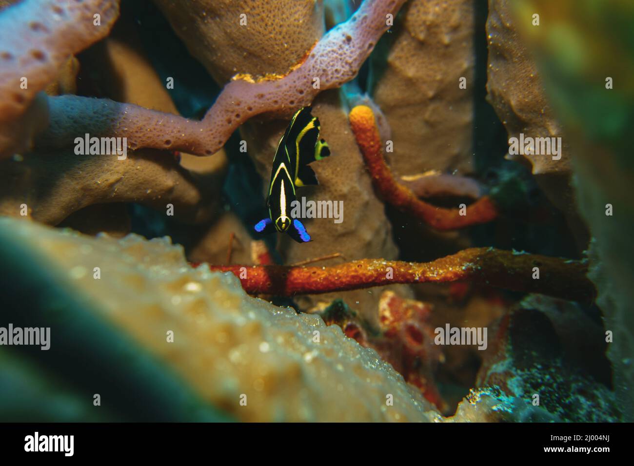 macro photo of a juvenile king angel fish in cozumel, mexico Stock ...