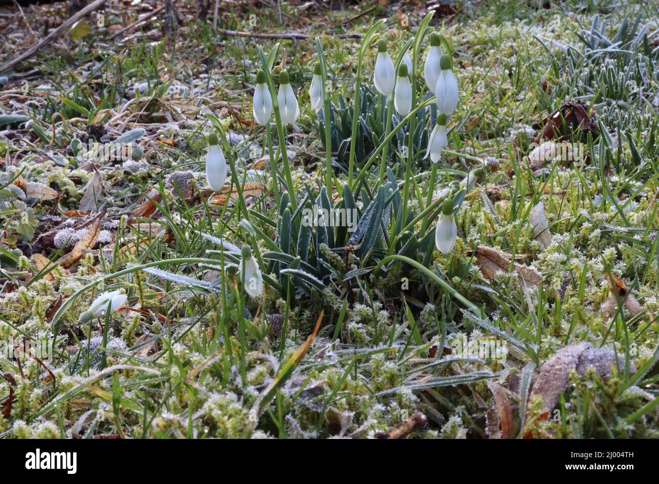 First flower new year hi-res stock photography and images - Alamy
