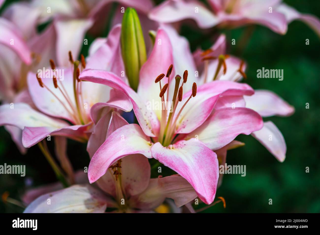 Beautiful shot of some lilies growing in nature Stock Photo - Alamy