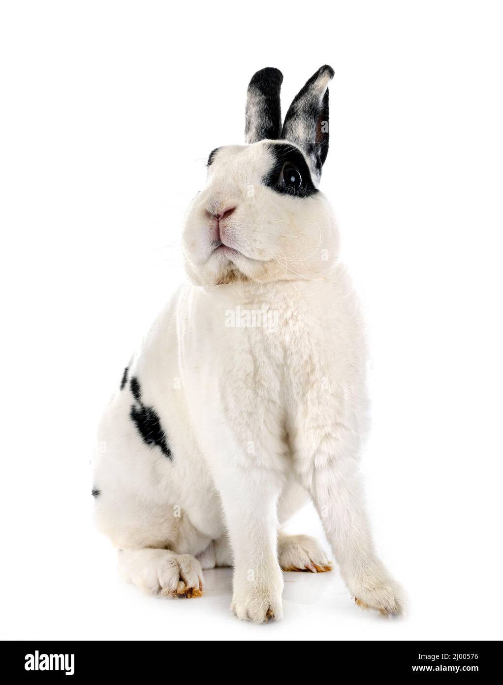 Rex rabbit in front of white background Stock Photo - Alamy