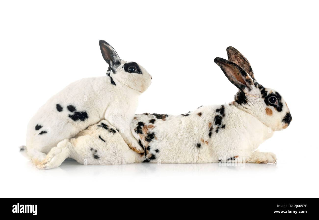 Rex rabbits in front of white background Stock Photo - Alamy