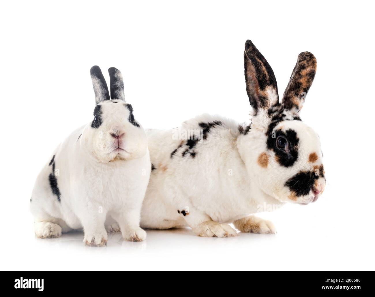 Rex dalmatian black rabbit hi-res stock photography and images - Alamy