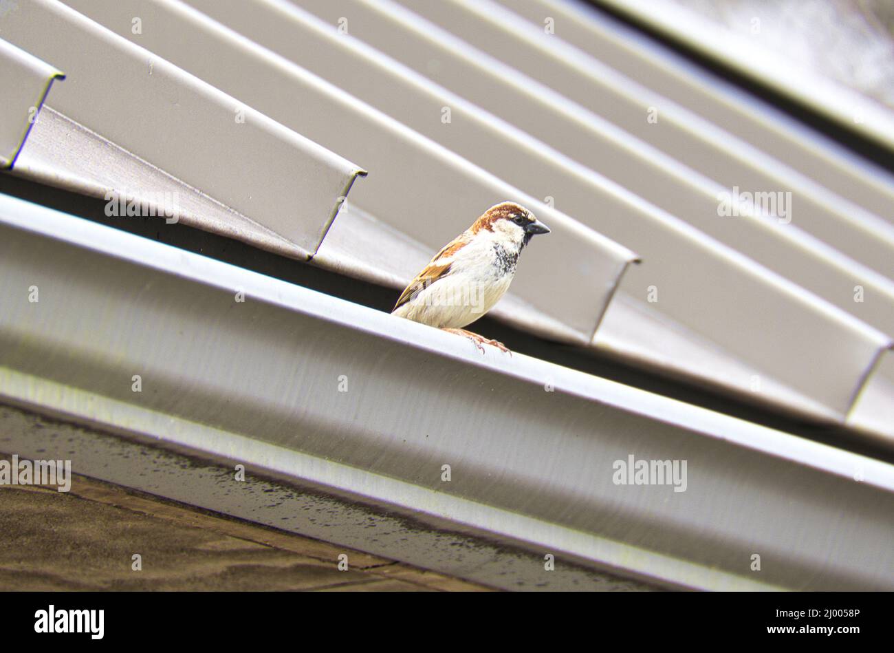 Cute house sparrow bird perched on the roof Stock Photo - Alamy