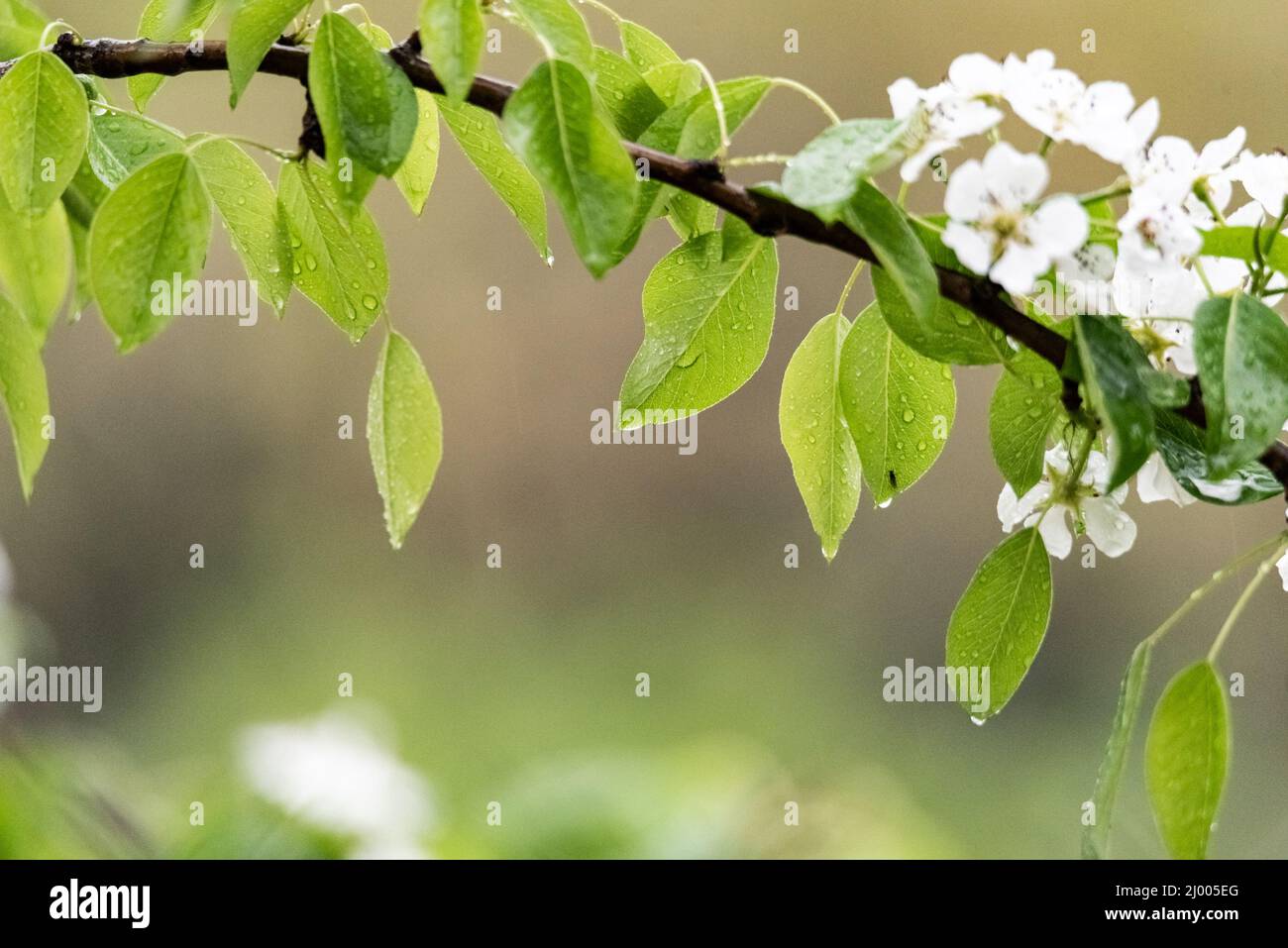 Flowering of a pear tree. A branch of a fruit tree with white flowers ...
