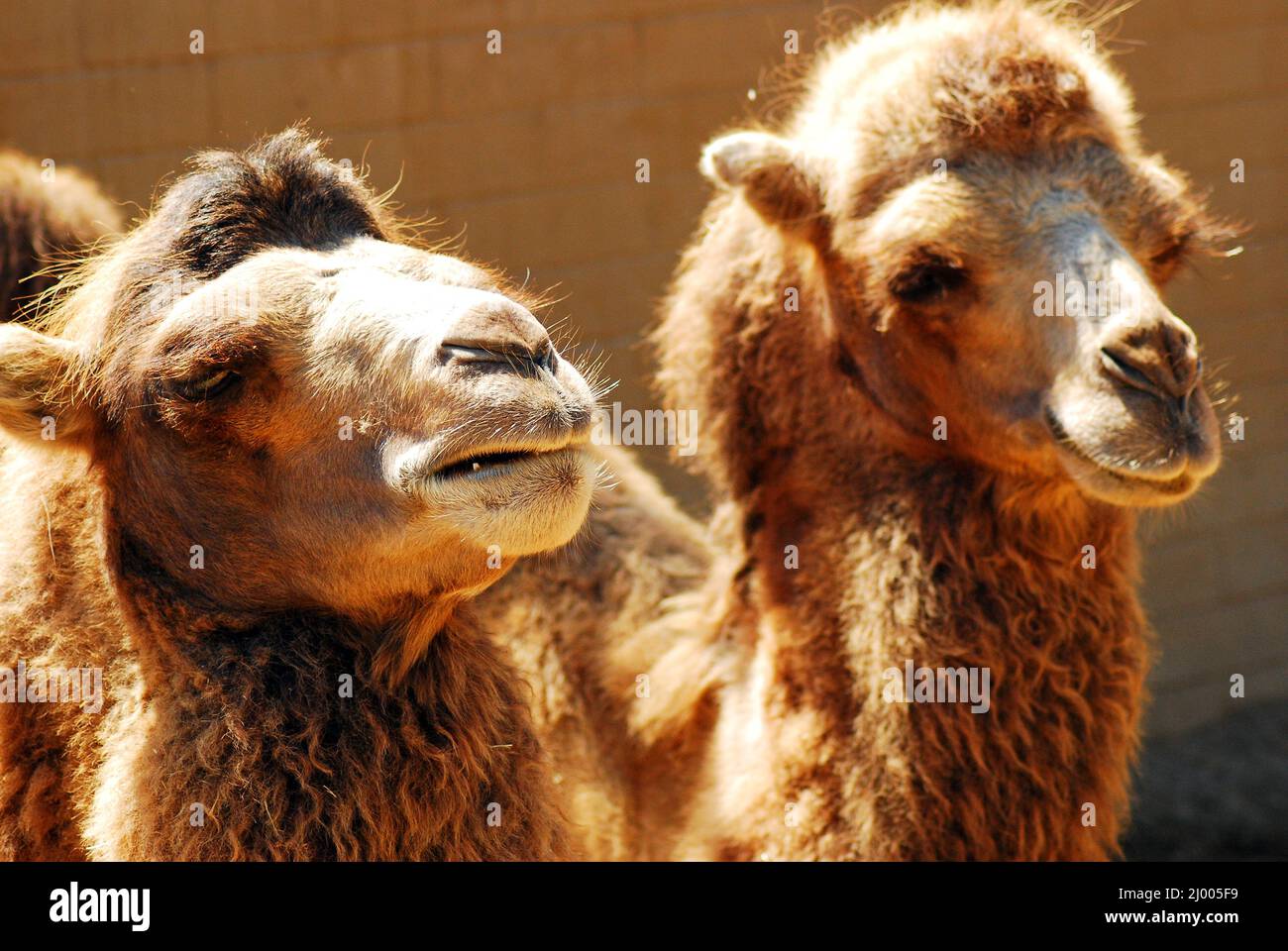 American camels hi-res stock photography and images - Alamy