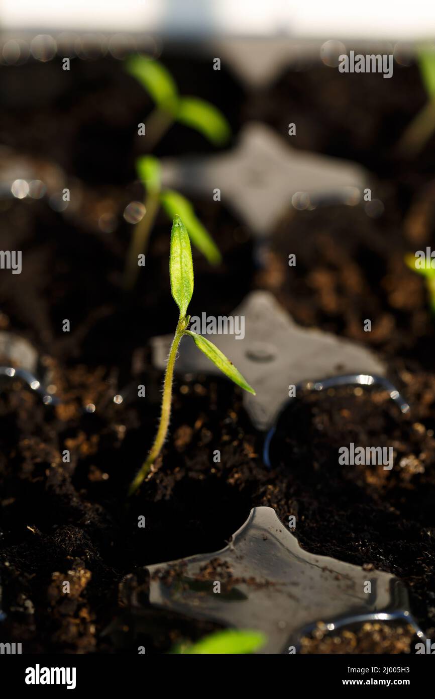 Home growing greens, sprouted branch with leaves from the ground at ...