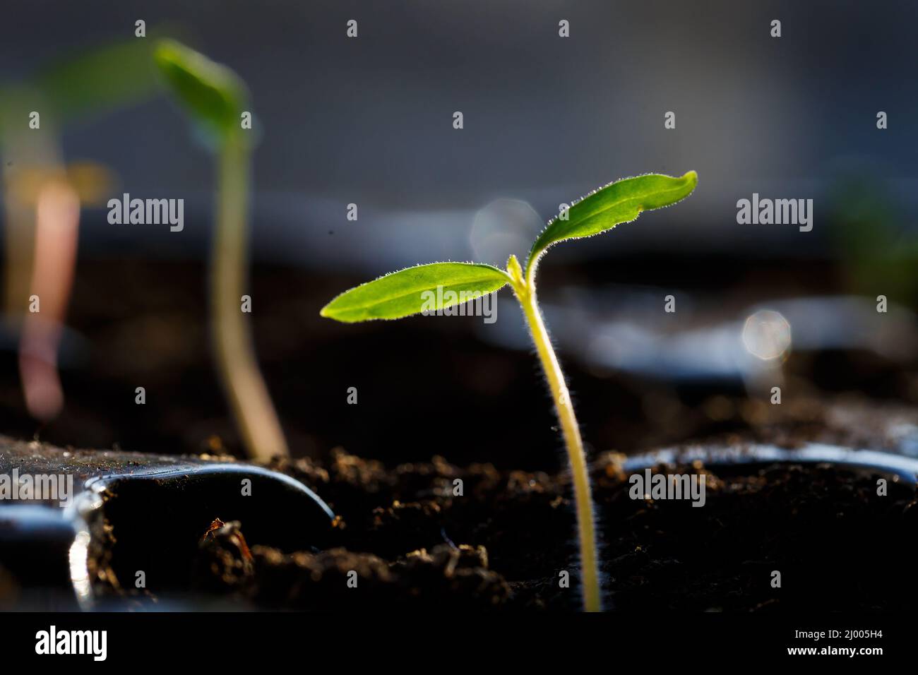 Home growing greens, sprouted branch with leaves from the ground at ...