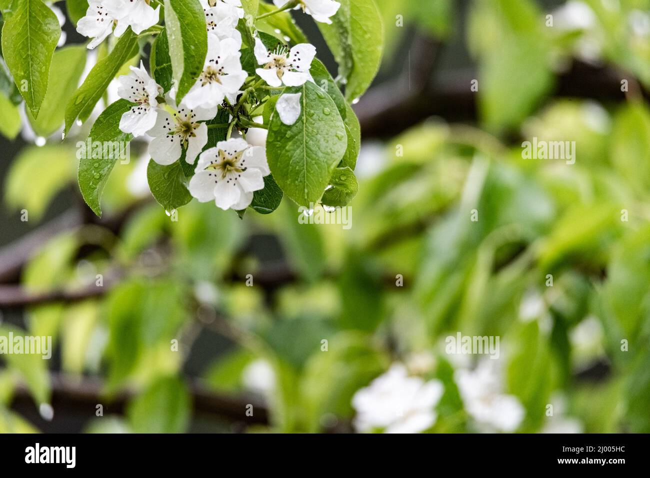 Flowering of a pear tree. A branch of a fruit tree with white flowers ...