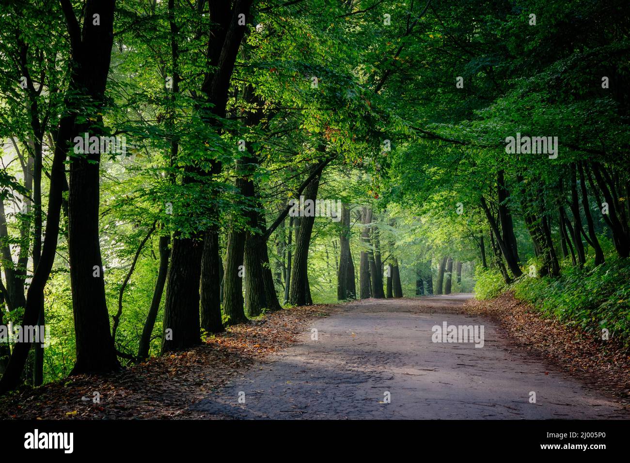 Magical tunnel and pathway through a thick forest with sunlight. The ...