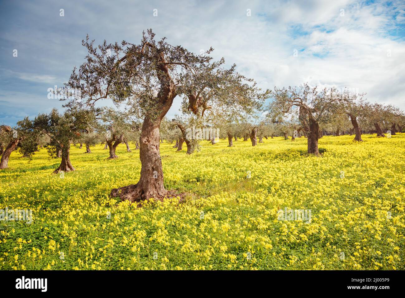 Impressive views of the olive orchard. Picturesque day and gorgeous ...