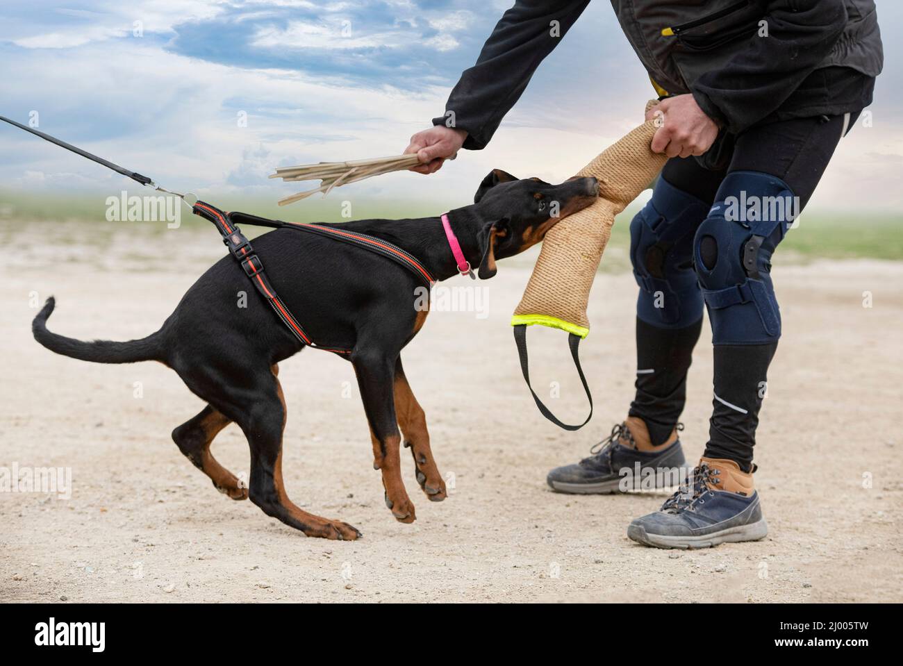 Biting doberman hi-res stock photography and images - Alamy