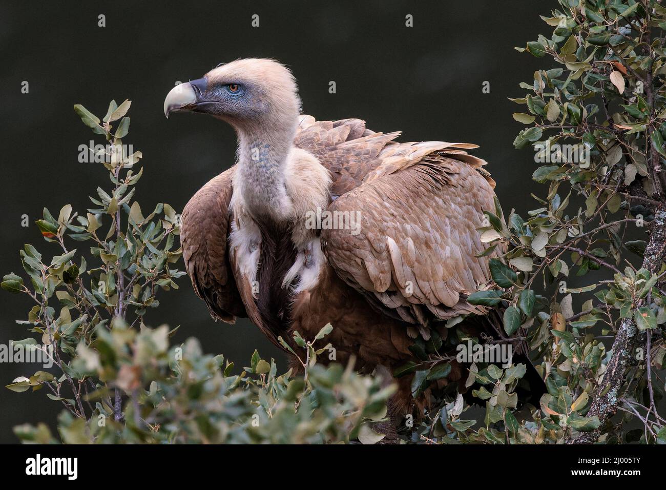 Buitre gitano hi-res stock photography and images - Alamy