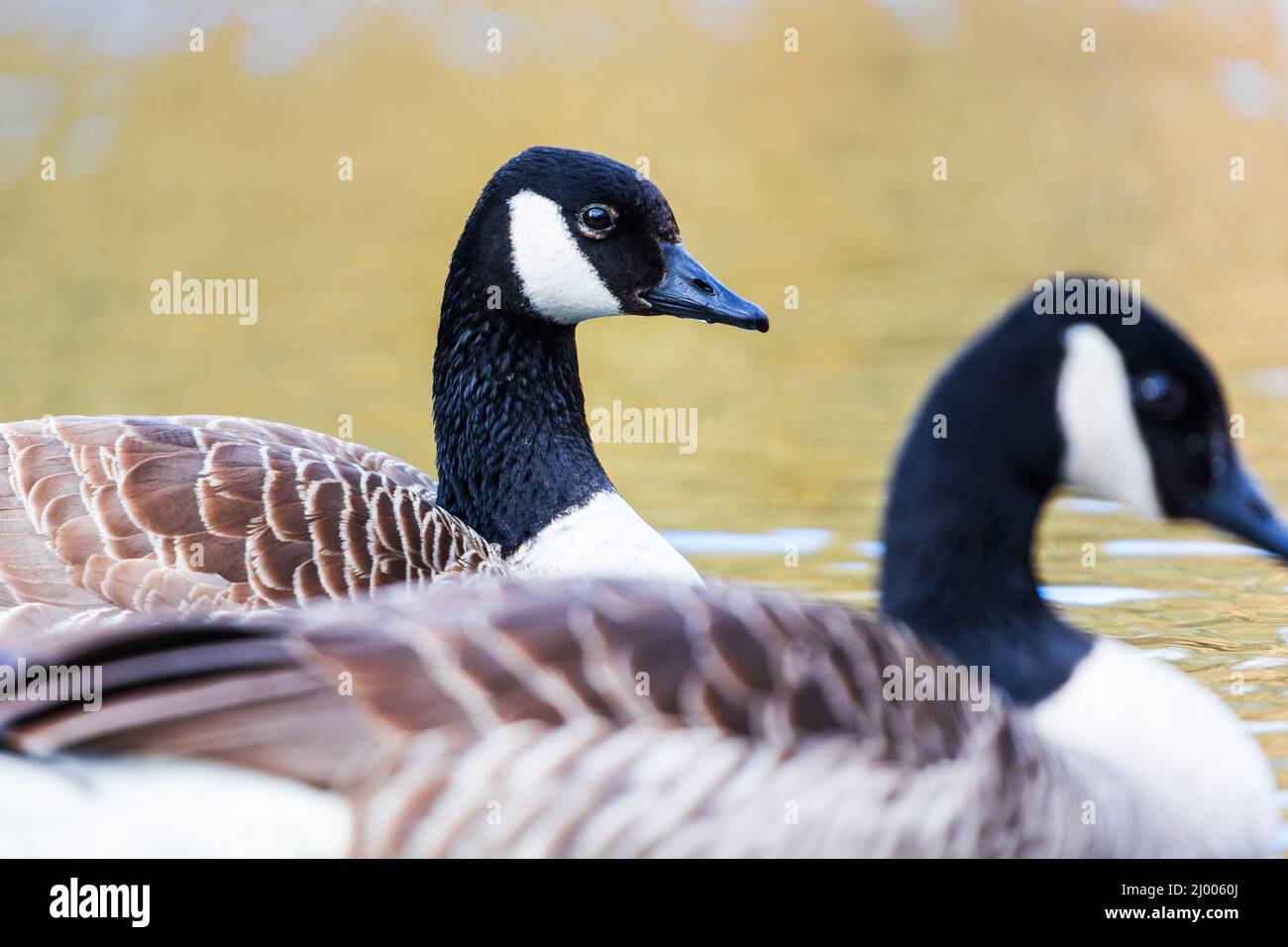 Canada geese love bird hi-res stock photography and images - Alamy