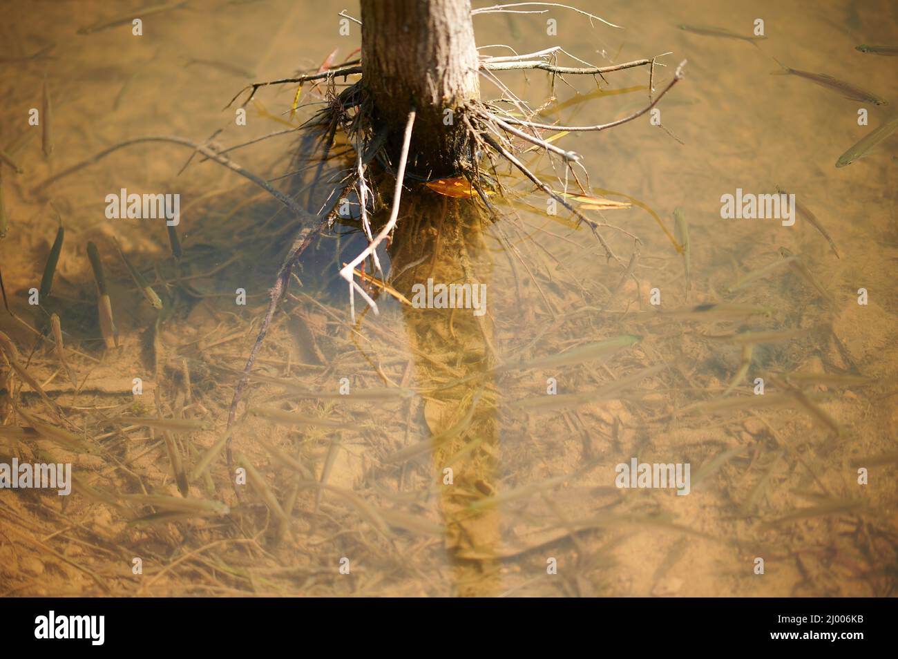 Fish in a pool with tree roots in Lau Shui Heung Reservoir Stock Photo ...