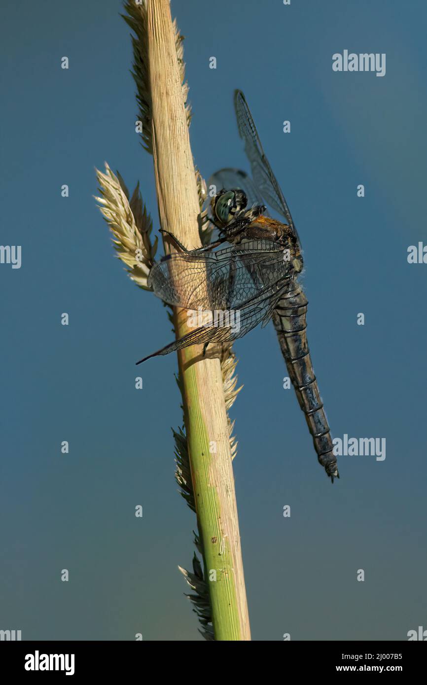 Shot of the Black-Tailed Skimmer on a plant Stock Photo - Alamy
