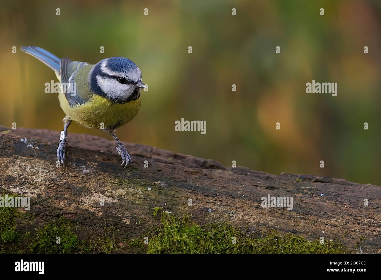 Shot of the cute Blue Tit bird with blurred background Stock Photo - Alamy