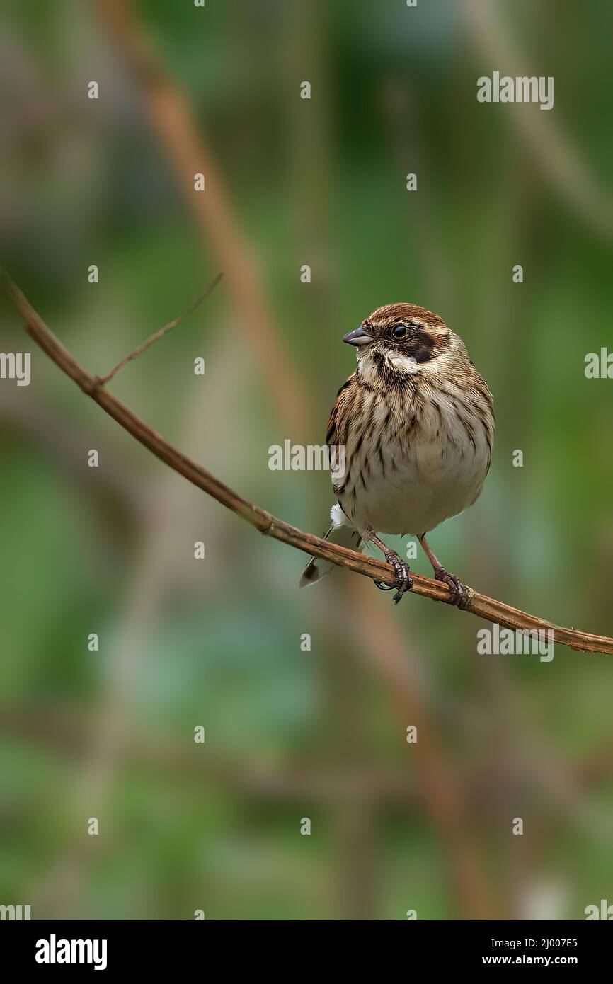 Shot of the cute Common Reed Bunting bird with blurred background Stock ...