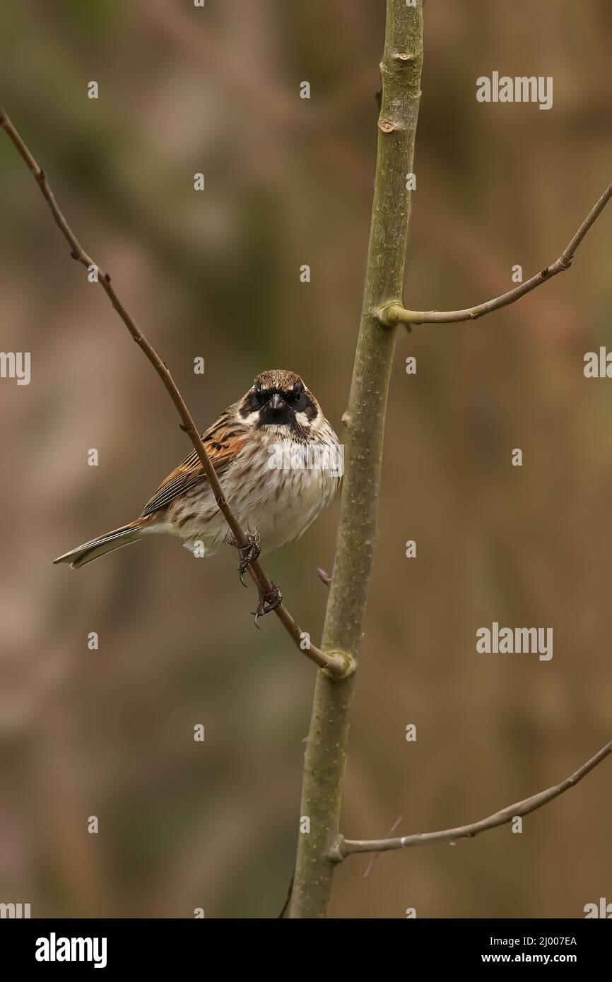 Shot of the cute Common Reed Bunting bird with blurred background Stock ...