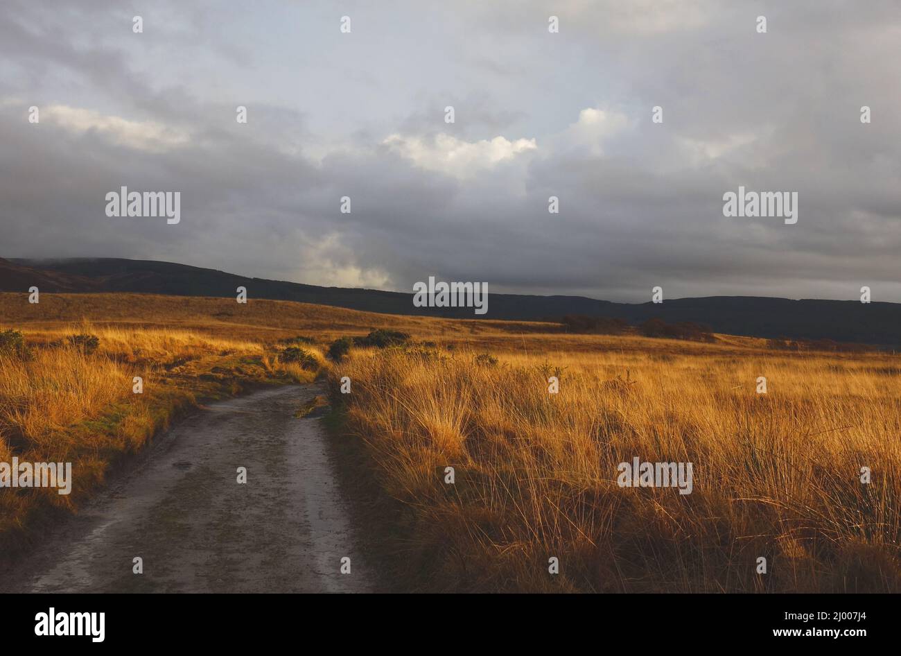 Path through tall dry grass hi-res stock photography and images - Alamy