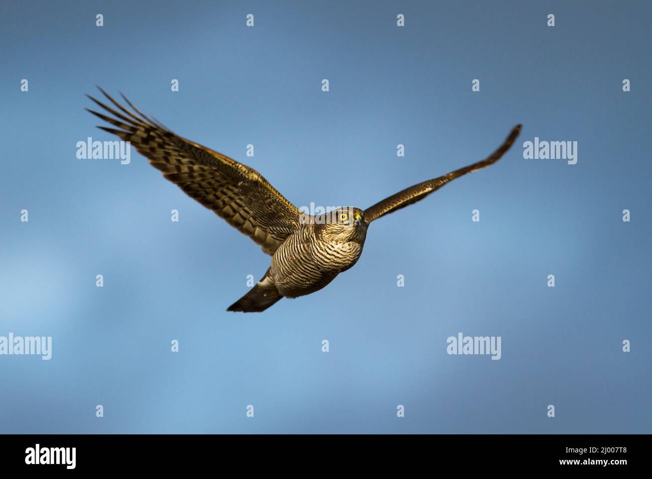 Sparrowhawk In Flight High Resolution Stock Photography and Images - Alamy