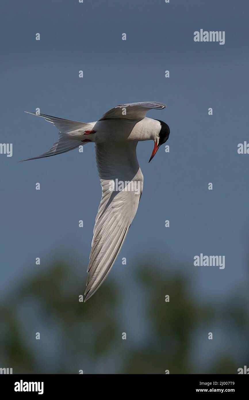 Shot of the Common tern bird in a flight with blurred background Stock ...
