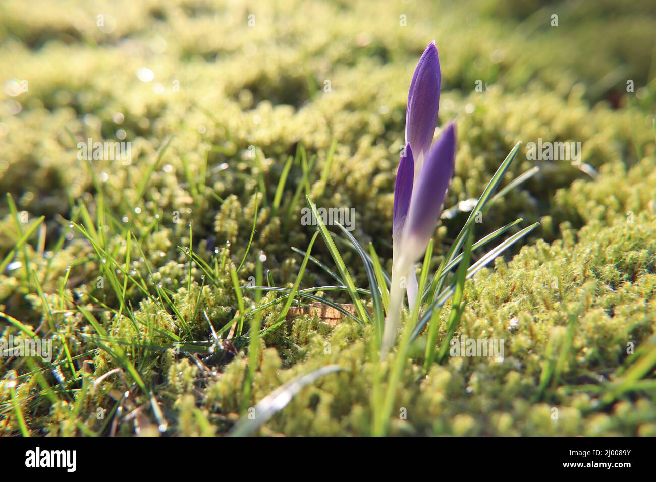 Crocus the first spring messenger Stock Photo - Alamy