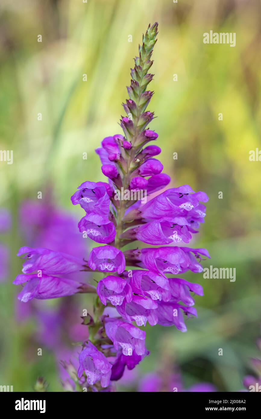 False dragon head hi-res stock photography and images - Alamy