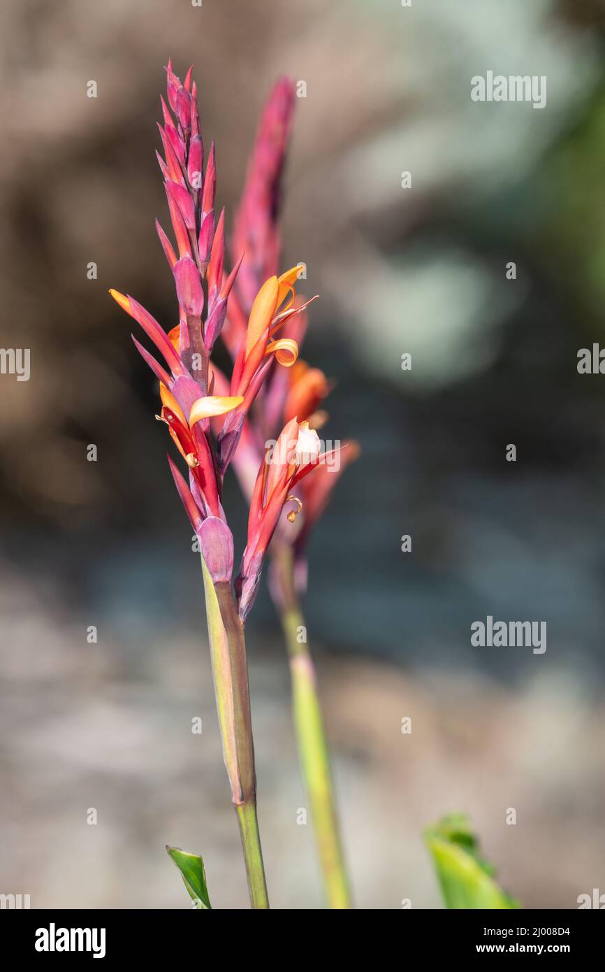 Close up of an Indian shot (canna indica) flower in bloom Stock Photo ...