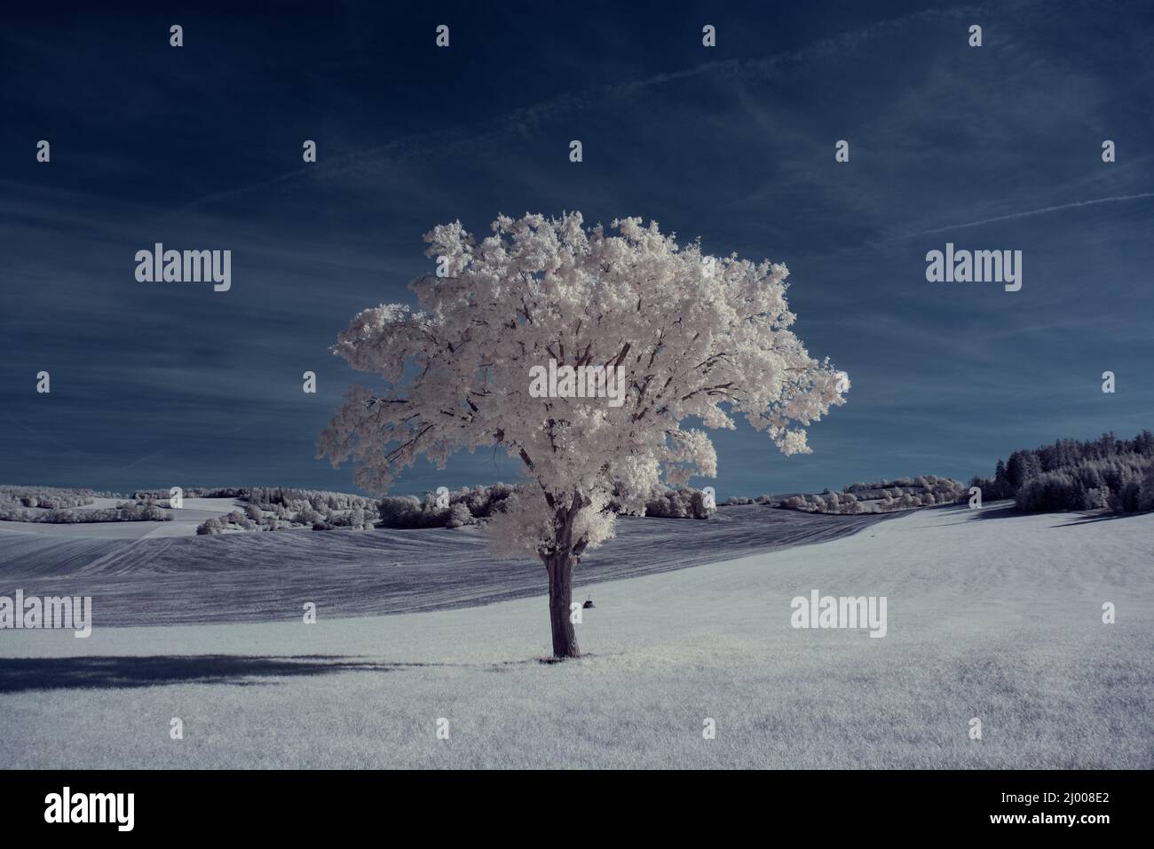 Beautiful view of a winter landscape with a tree under a cloudy sky in ...