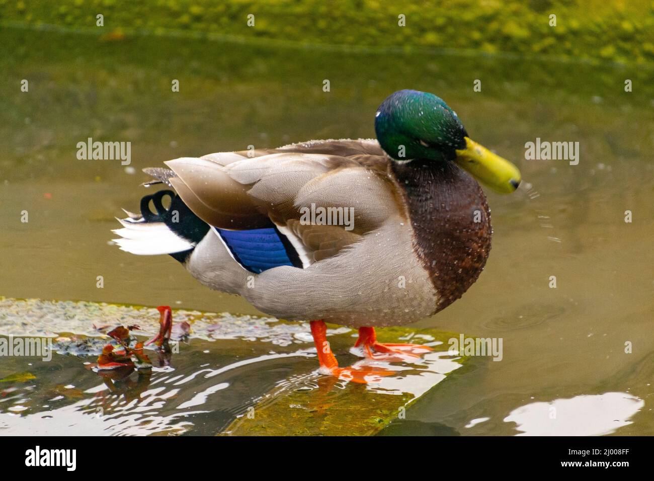 Duck. Colorful male duck (Anas platyrhynchos) resting in the water of a ...