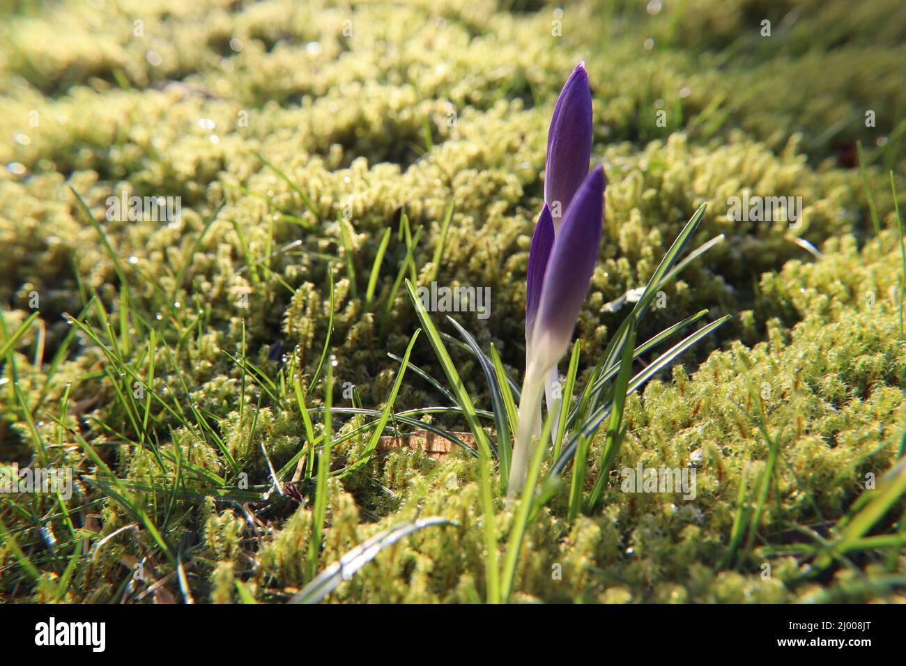 Spring messenger hi-res stock photography and images - Alamy