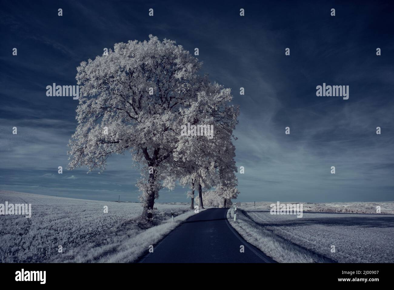 Beautiful view of a winter landscape with a tree under a cloudy sky in ...