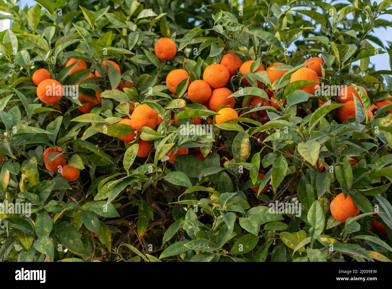 Orange tree full with orange fruits Stock Photo - Alamy
