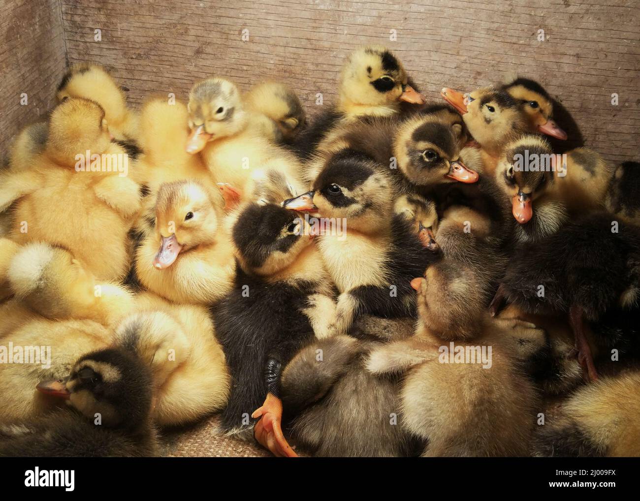 Group of small ducklings in a cardboard box Stock Photo - Alamy