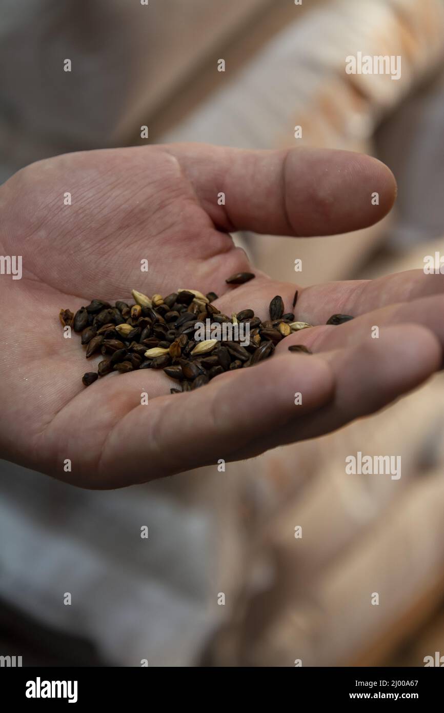 Vertical closeup of a handful of sunflower seeds Stock Photo - Alamy