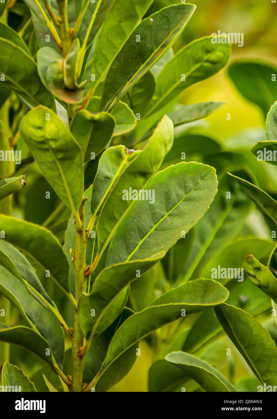Vertical closeup of a Laurus nobilis plant in the garden Stock Photo ...