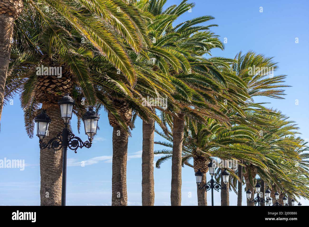 The avenue of palm trees along the Balcon de Europa, Nerja, Andalusia ...